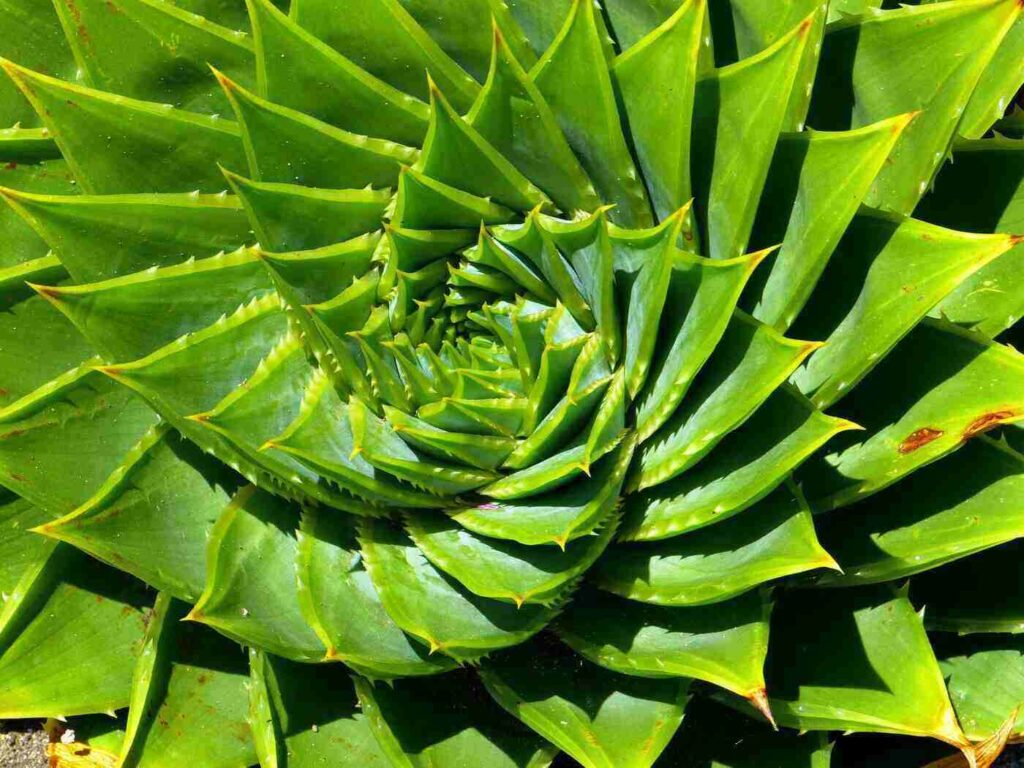 The Spiral Shape Expresses the Expanding Consciousness of Nature