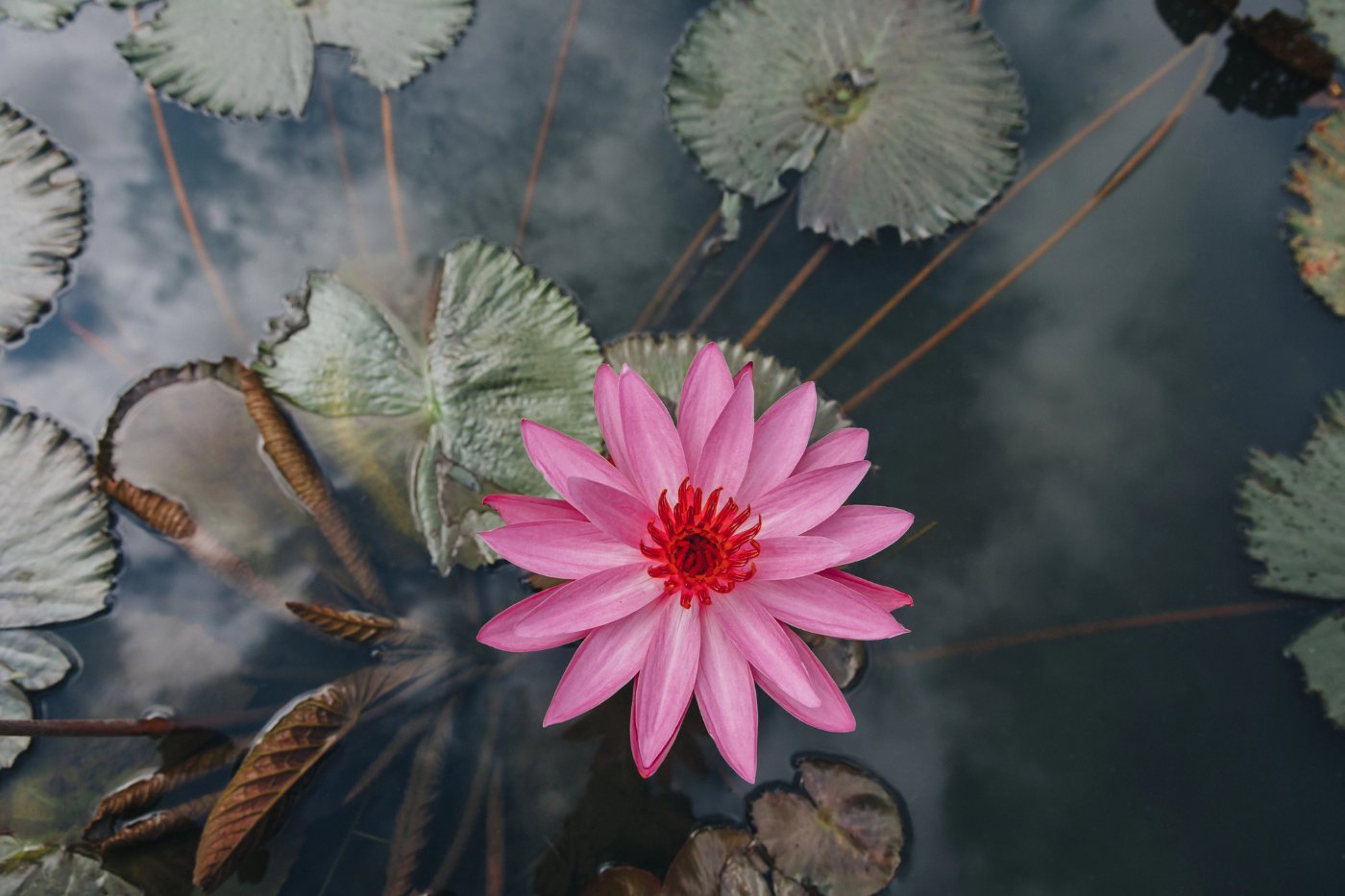 4 Steps to Flourishing Like the Beautiful Lotus Flower